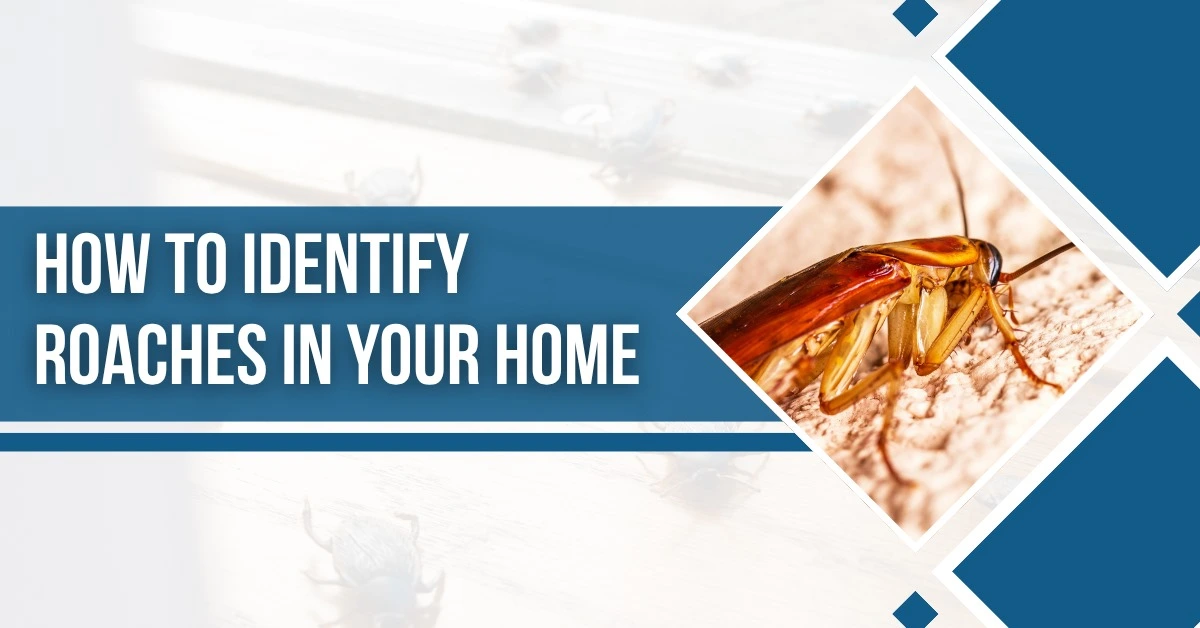 How to Identify Roaches in Your NYC Homes